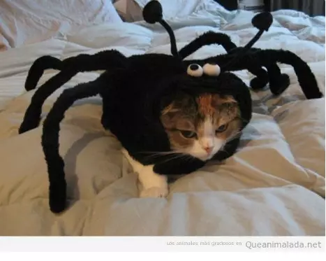 На оваа мачка воопшто не и се допаѓа неговиот костим за Ноќта на вештерките.