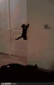 O gif mais engraçado de gatos escalando.