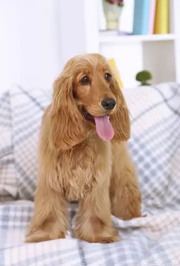 Anarana Spaniel Cocker