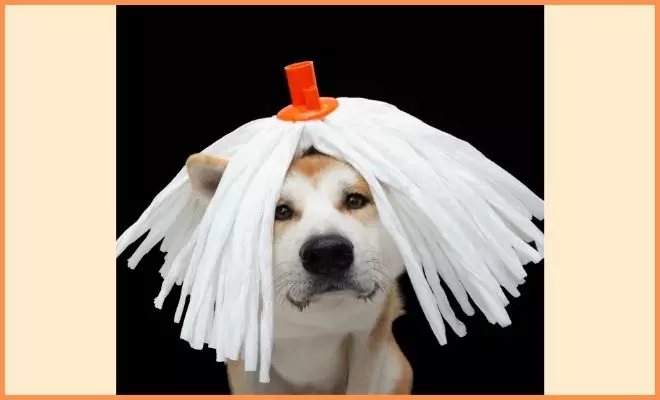 Shabby Halloween kostym för hundar