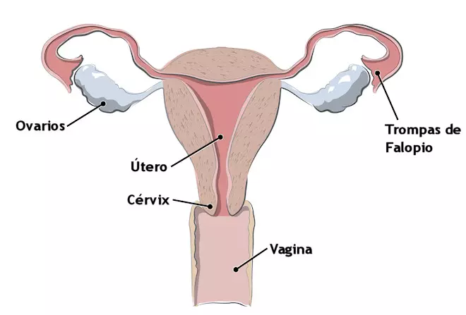 ženský reprodukčný systém 34268_1