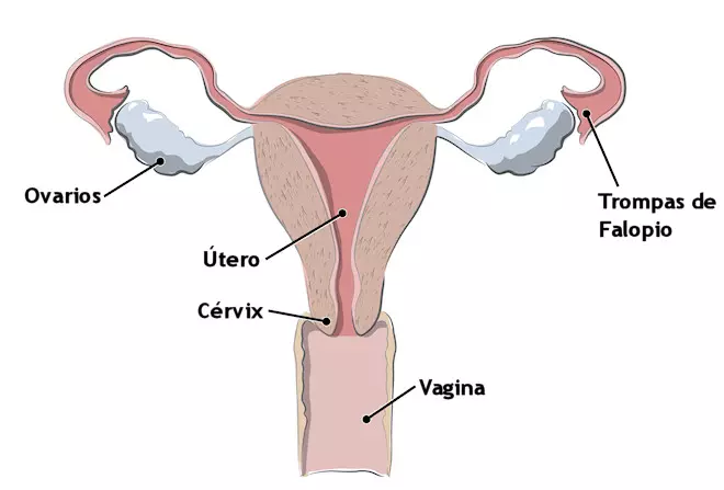 sistem reproduksi wanita 34268_1