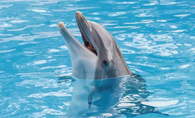 Ερμηνεία ονείρου μεγάλων δελφινιών