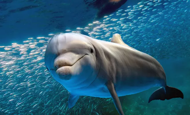 Bedeutung von toten Delfinen träumen