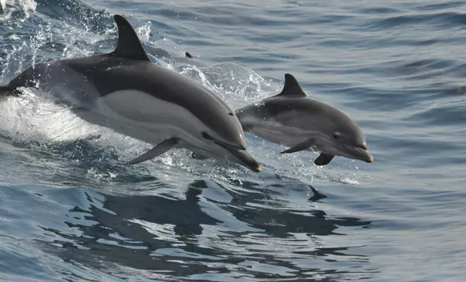 Τι σημαίνει να ονειρεύεσαι ότι σου επιτίθενται δελφίνια;