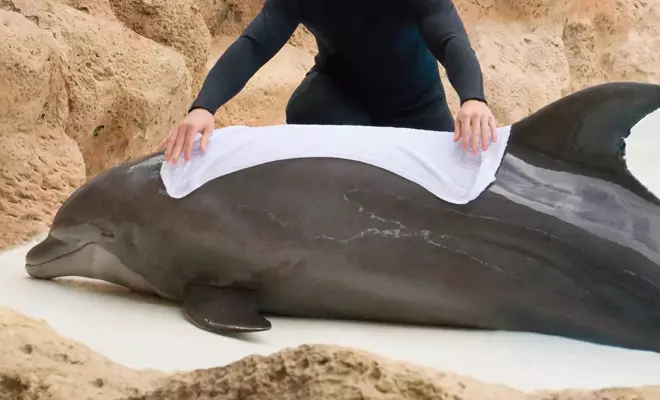 Bedeitung vun Dram vun blesséiert Delfinen
