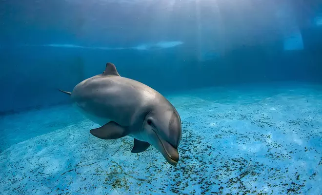 Macnaha ku riyooda dolphins gudaha aquarium-ka ama xiran
