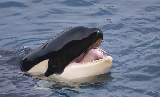 Bedeitung vun Dreem mat Delfinen a Killer Walen