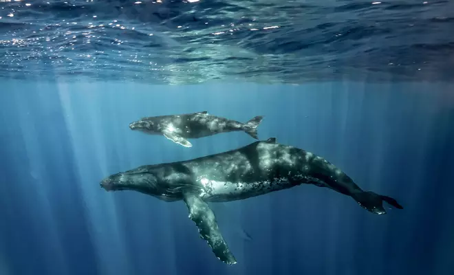 Pụtara nrọ na dolphins na whale