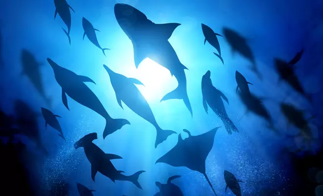 Was bedeutet es, von delfinen und haien zu träumen