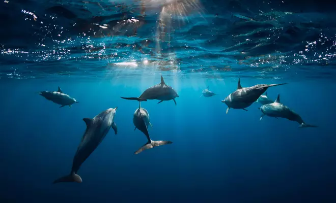 Gịnị ka ọ pụtara nrọ nke dolphins na oké osimiri
