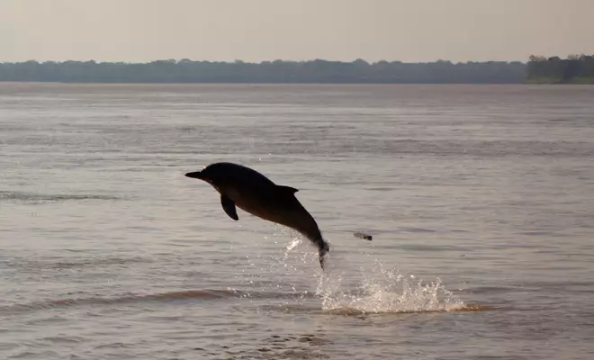 Wat heescht et vun Delfinen aus dem Waasser ze dreemen