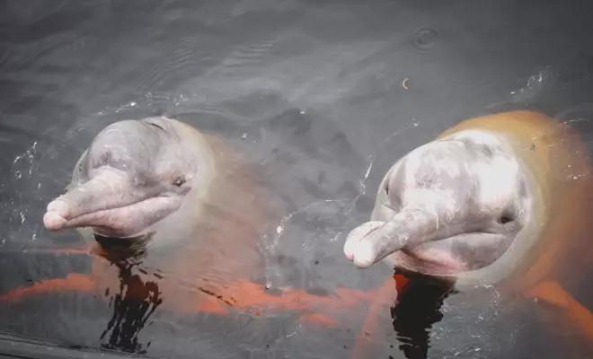 Τι σημαίνει να ονειρεύεσαι ροζ δελφίνια