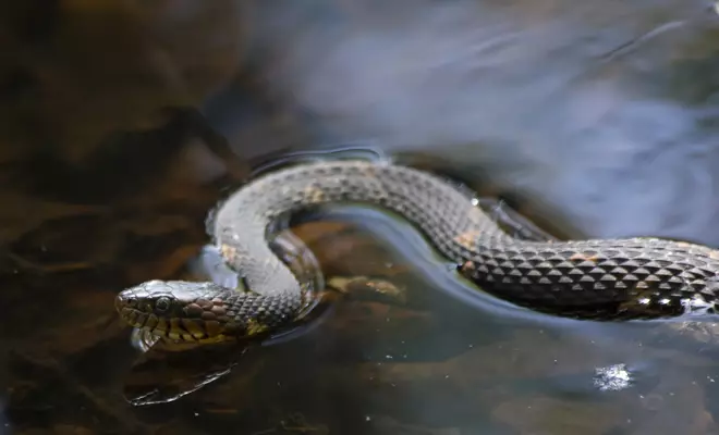 Значение да сънувате змии, които не ви правят нищо във водата