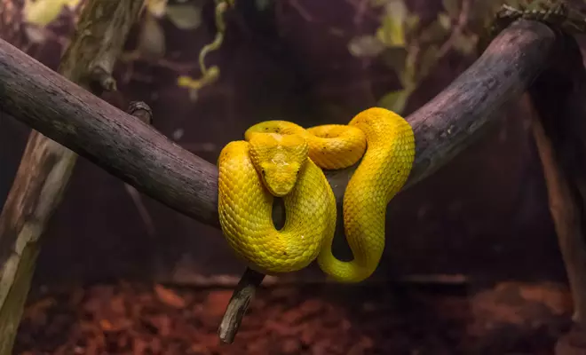 Bermimpi ular yang tidak melakukan apa-apa kepada anda dalam warna, apakah maksudnya?