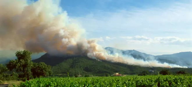 Incêndios Florestais: guia de prevenção e ação