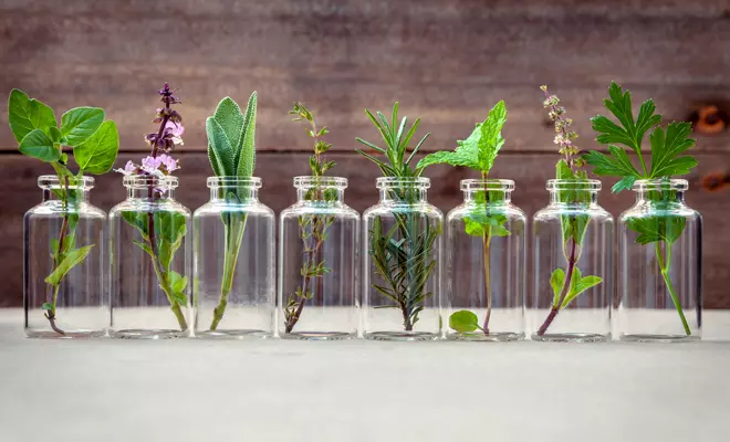 Biljke i eterična ulja protiv stresa