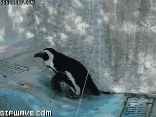 An clumsiness na penguins