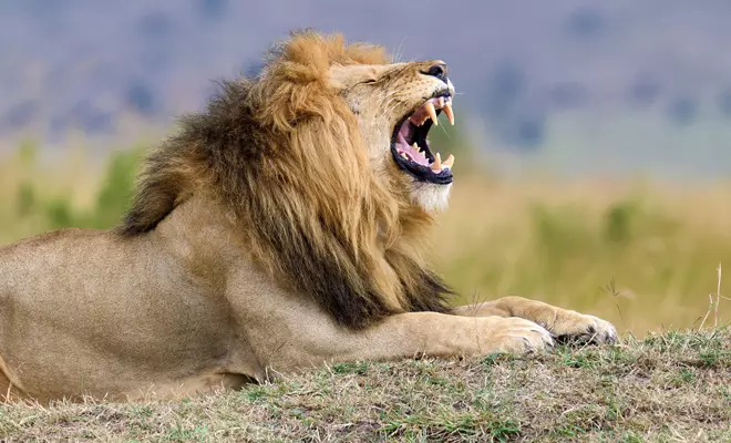Von Löwengebrüll träumen: Was bedeutet das?