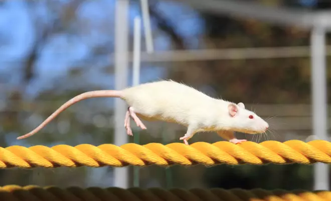 O significado de sonhar com ratos correndo