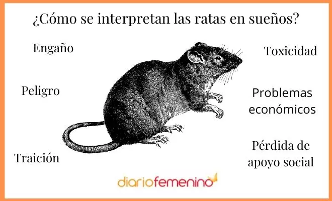 Snívanie o potkanoch: pozitívne a negatívne interpretácie