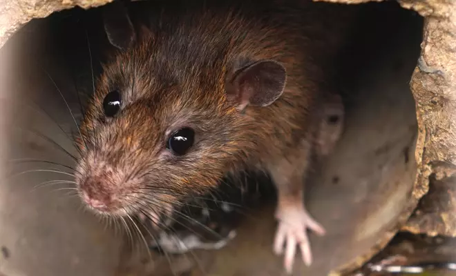 Betydelsen av att drömma om bruna råttor