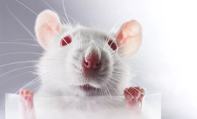 Význam snívania o bielych potkanoch