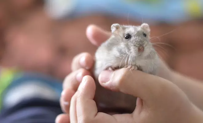 O significado de sonhar com ratos pequenos
