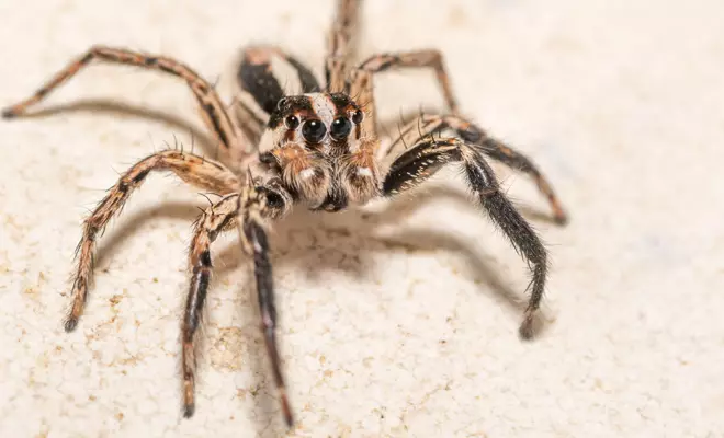 Arachnophobia: a very common fear