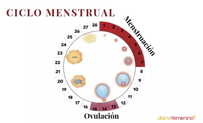 Länge des Menstruationszyklus