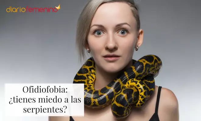 Стравот од змии се нарекува офидиофобија.