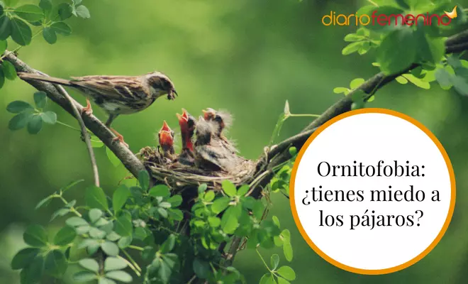 Ar girdėjote apie ornitofobiją? Tai perdėta paukščių baimė