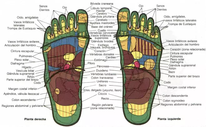 zemljevid refleksologije stopal