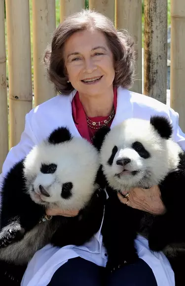 Dzień zabawy królowej Zofii bawiącej się z misiami panda z madryckiego zoo