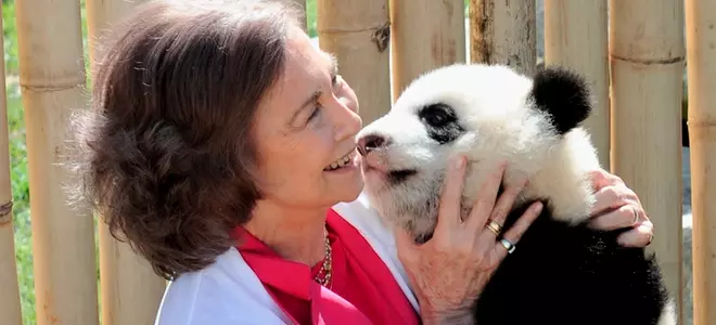 Ranar nishadi na Sarauniya Sofia tana wasa tare da panda bears na gidan zoo na Madrid