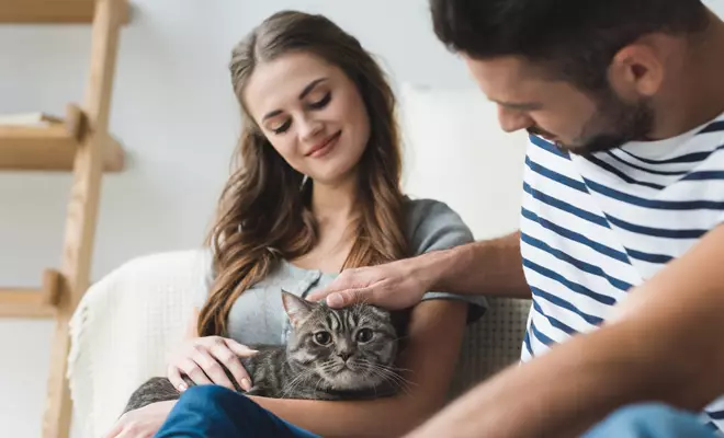 Who has the right to keep the dog or cat in a divorce?