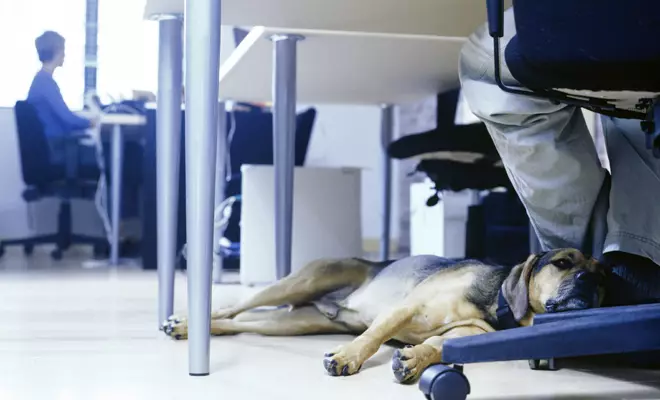 શા માટે તમારા કૂતરા અથવા બિલાડી સાથે કામ કરો: ઓફિસમાં નવી સ્થિતિ