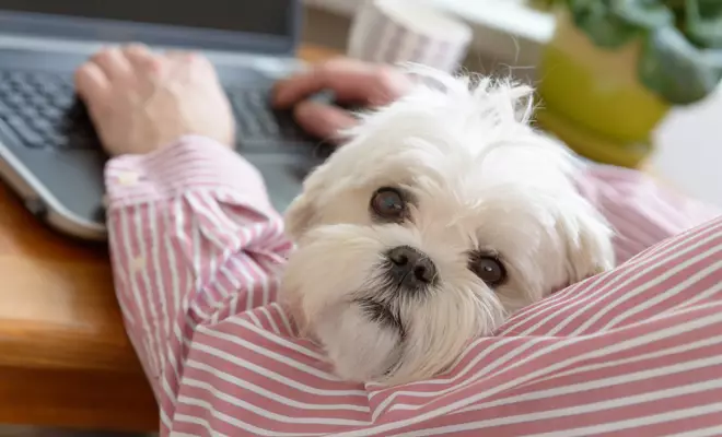 ઓફિસમાં કૂતરા અને બિલાડીઓ રાખવાથી કામ પરની કામગીરીમાં સુધારો થાય છે