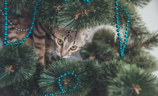 家で猫でクリスマスツリーを飾る方法