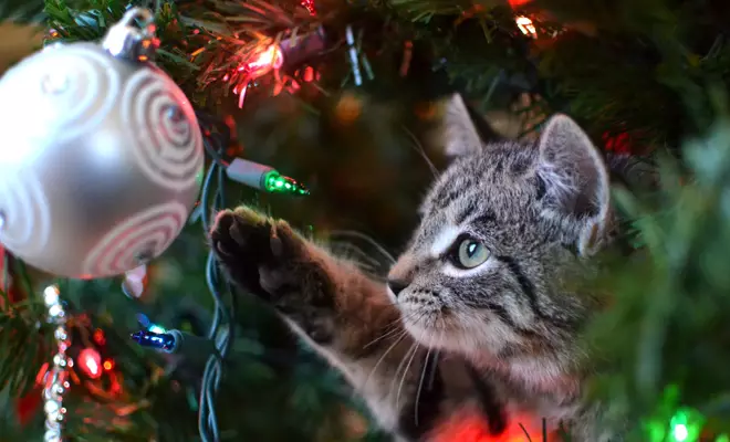 Conseils de décoration de Noël si vous avez des chats à la maison