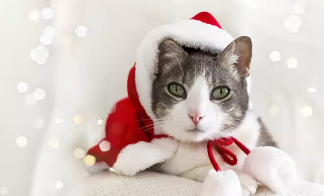 Com decorar casa teva per Nadal si tens gats?