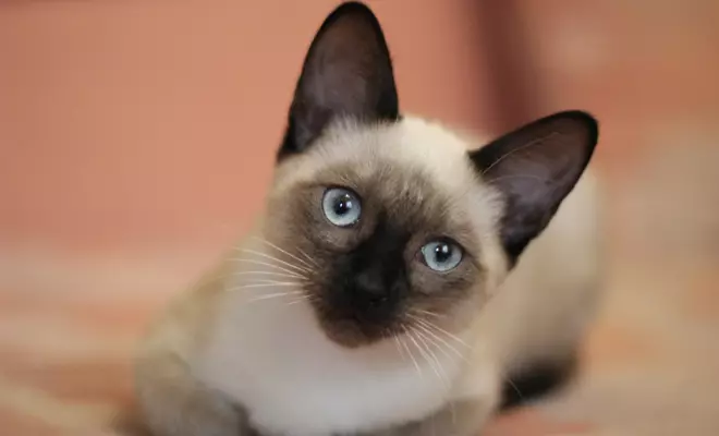 22 lepih in neustavljivih imen za vašo siamsko mačko (moško ali žensko)