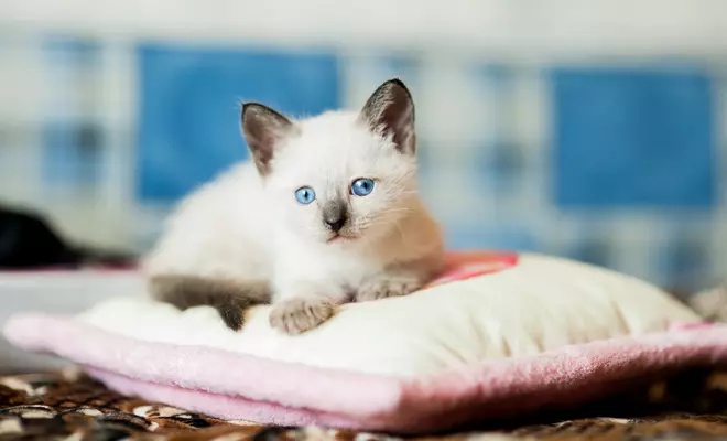 Wat is de oarsprong fan Siamese katten?