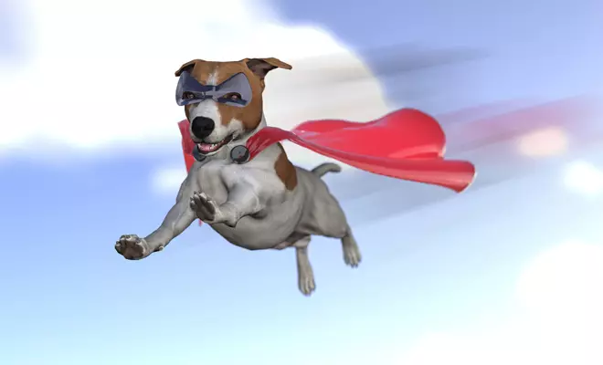 Marvel-Inspired Dog Names: Only Fit for Superheroes
