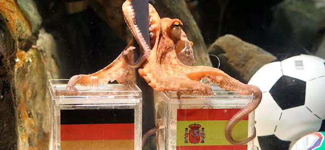 Paul the Octopus