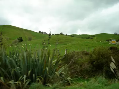 Matamata Nouvo Zeland
