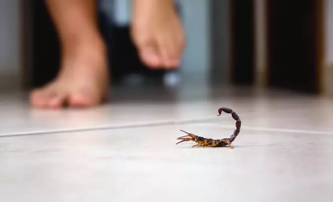 Yonke into ithetha ukuphupha i-scorpion