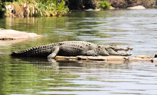 Significado de soñar cun crocodilo en auga sucia