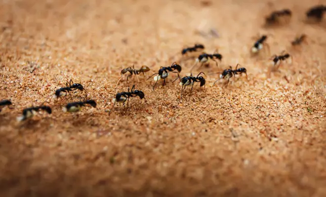 What does it mean to dream that you are an ant?