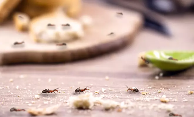 The meaning of dreaming of small ants